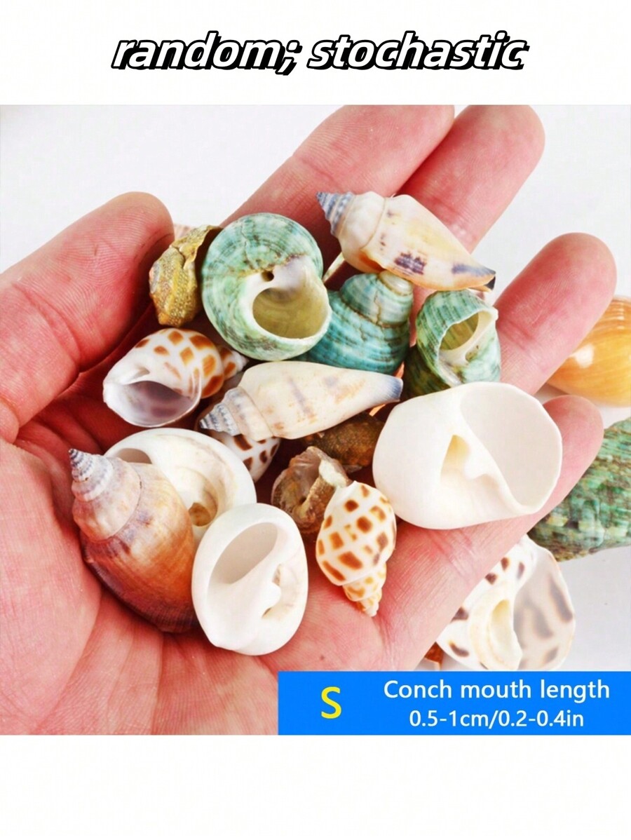 20pcs Hermit Crab Replacement Shells, Natural Conch, Aquarium ...