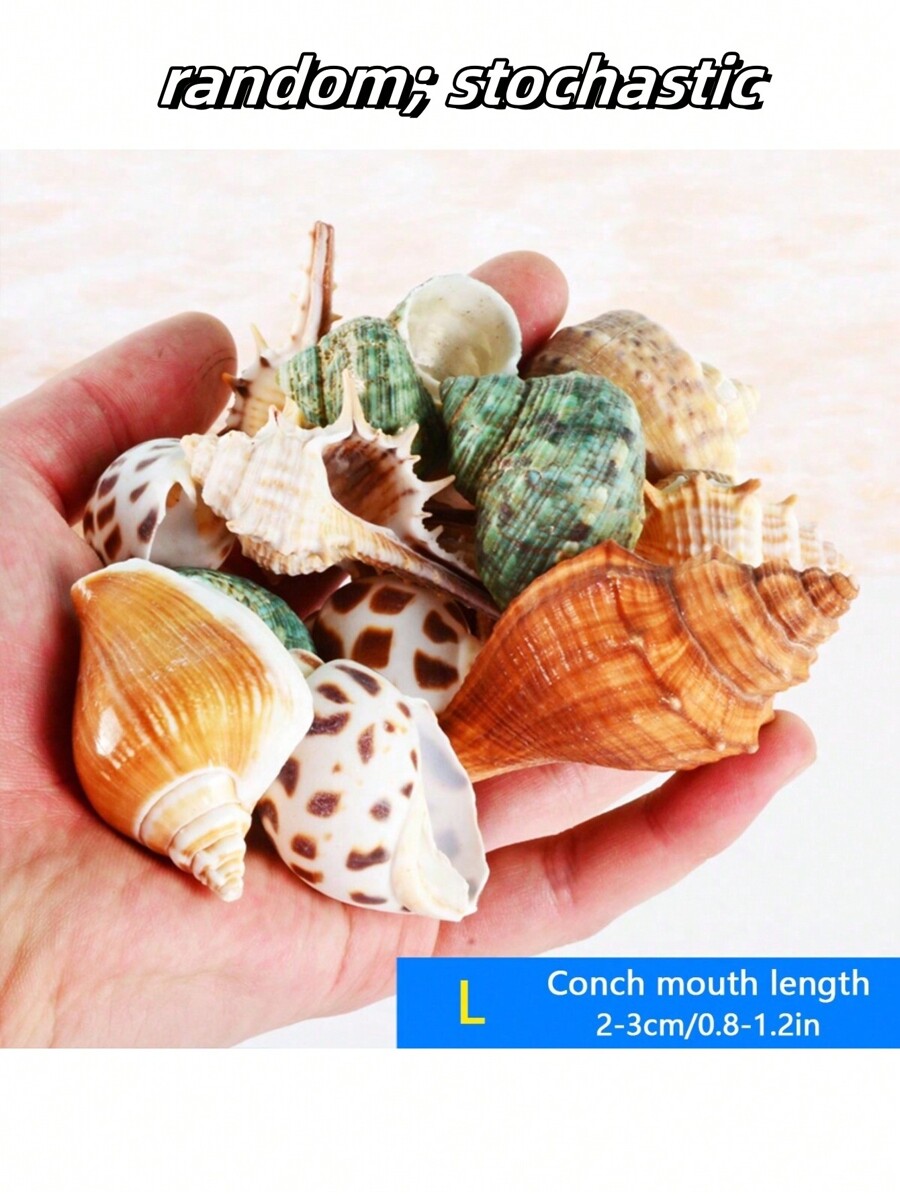20pcs Hermit Crab Replacement Shells, Natural Conch, Aquarium ...