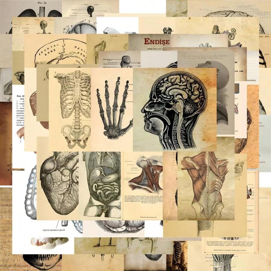 One Pack (50 Sheets) Of Cool Anatomical Graffiti Stickers, Medical ...