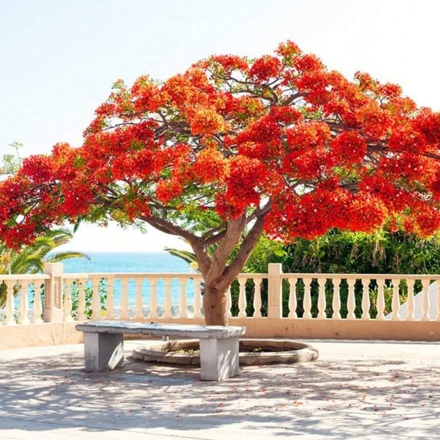 22Seeds Delonix Regia - Royal Poinciana Flamboyant Flame Tree - Grow As ...