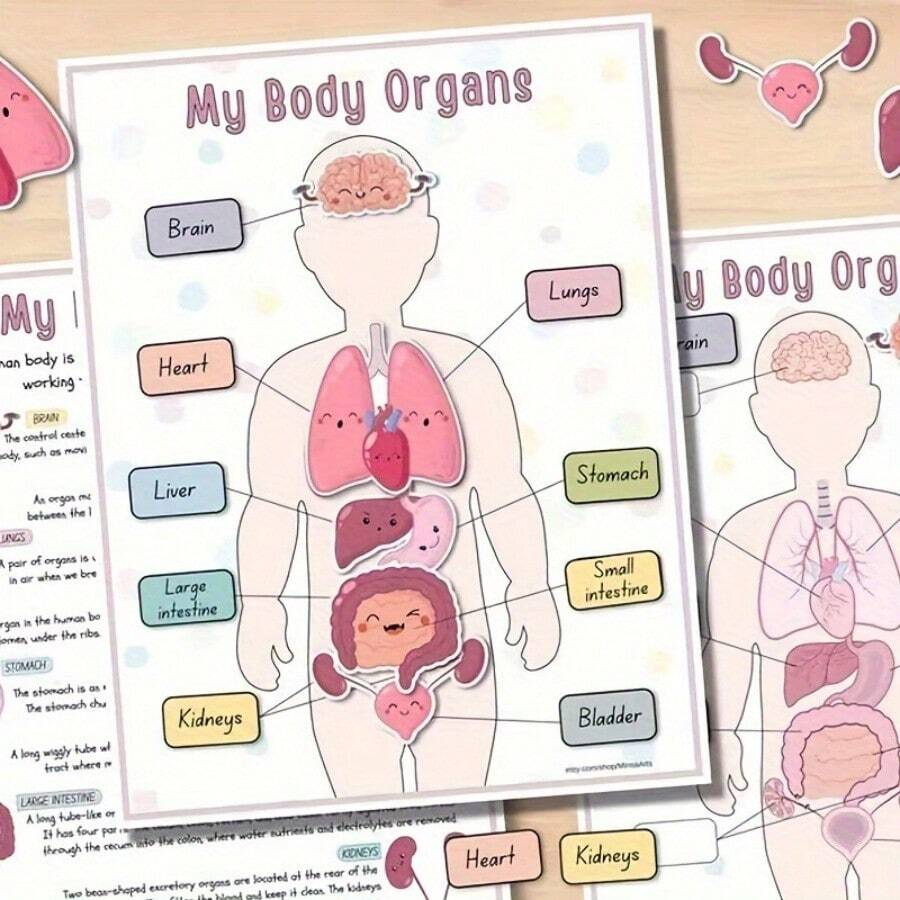 Human Anatomy Busy Book - Interactive Organ Matching Activity, Unlocks ...