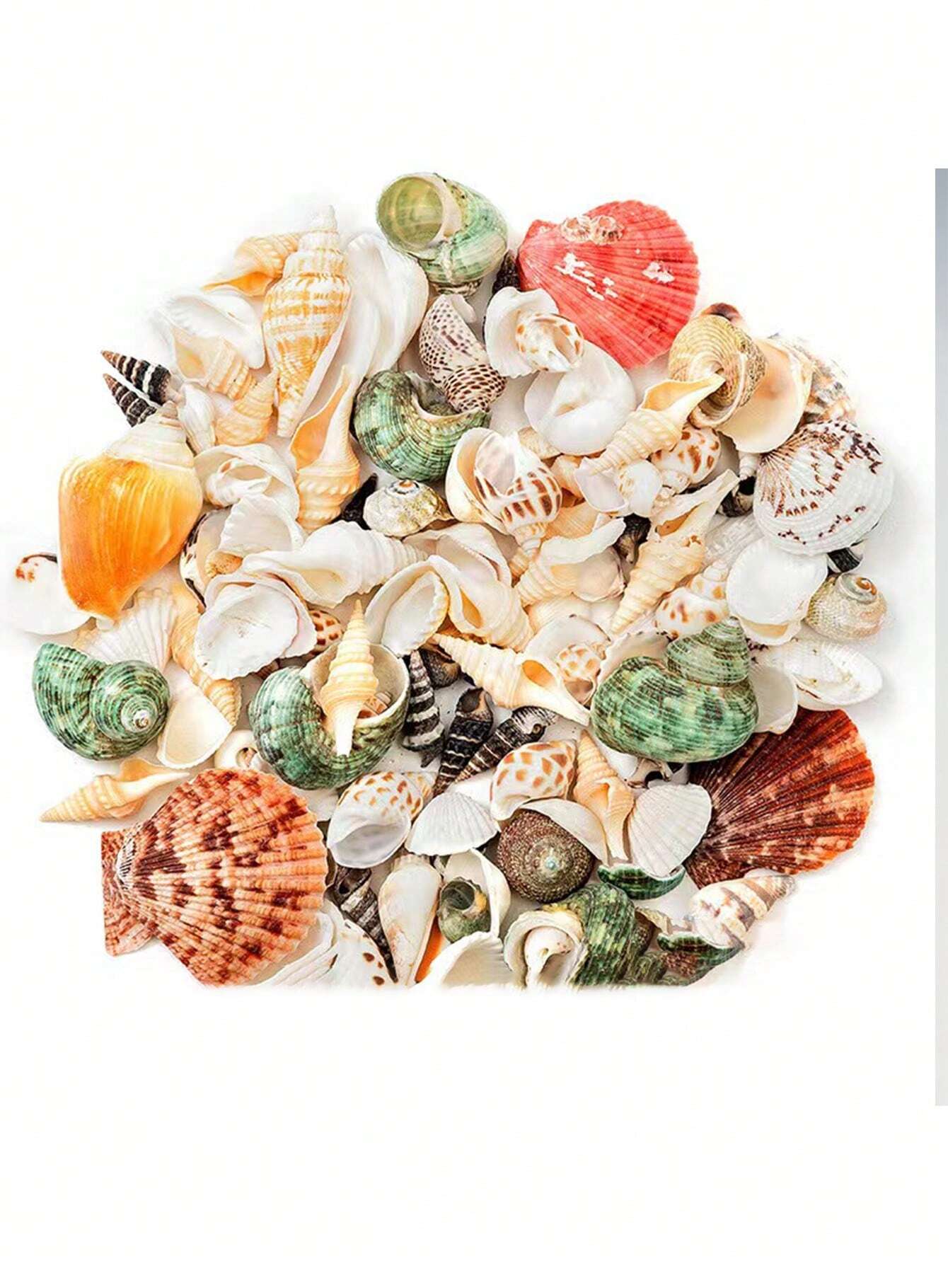 Boxed Natural Shells Conch Mixed Models Without Holes Set Of Boxes DIY ...