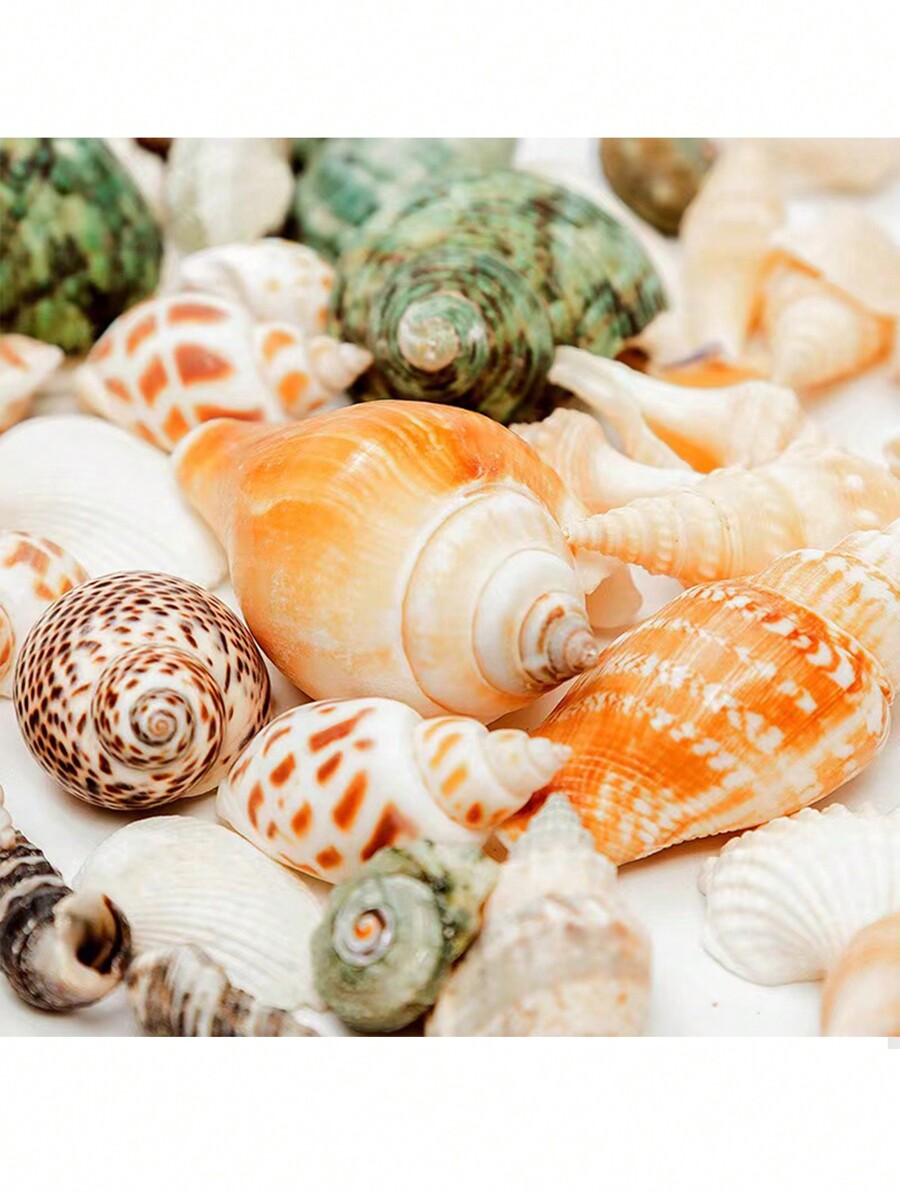 Boxed Natural Shells Conch Mixed Models Without Holes Set Of Boxes DIY ...