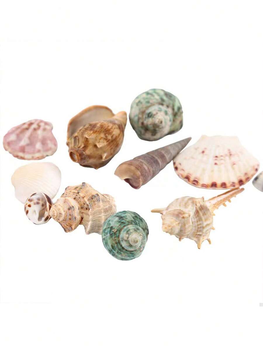 Boxed Natural Shells Conch Mixed Models Without Holes Set Of Boxes DIY ...