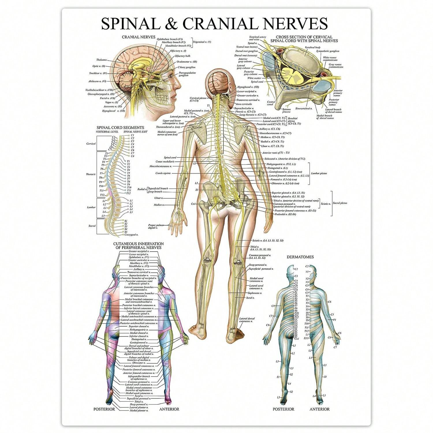 Human Anatomy Clinical Laminated Poster - Muscle, Skeletal, Digestive ...