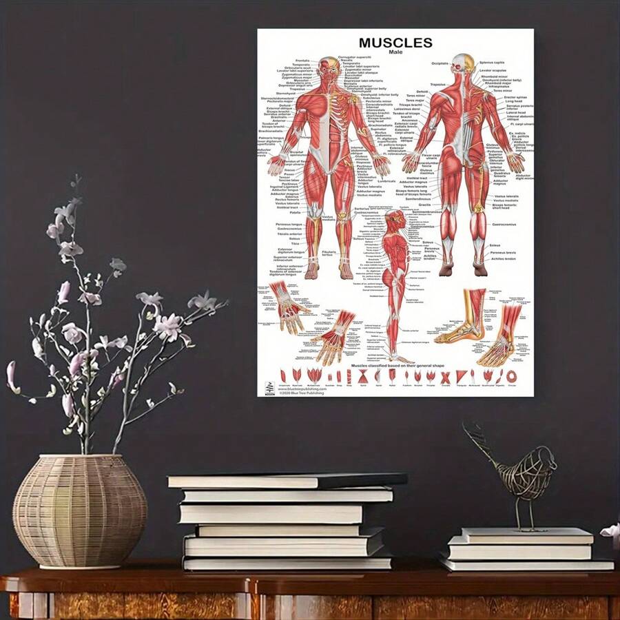 1 Unframed Human Muscular System Anatomy Diagram - Anatomy Poster Of ...