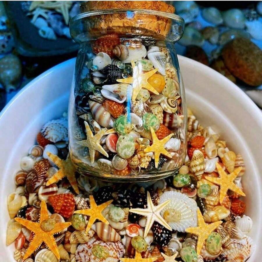 400pcs Natural Seashells & Conches,6 Varieties Super Small Seashells ...