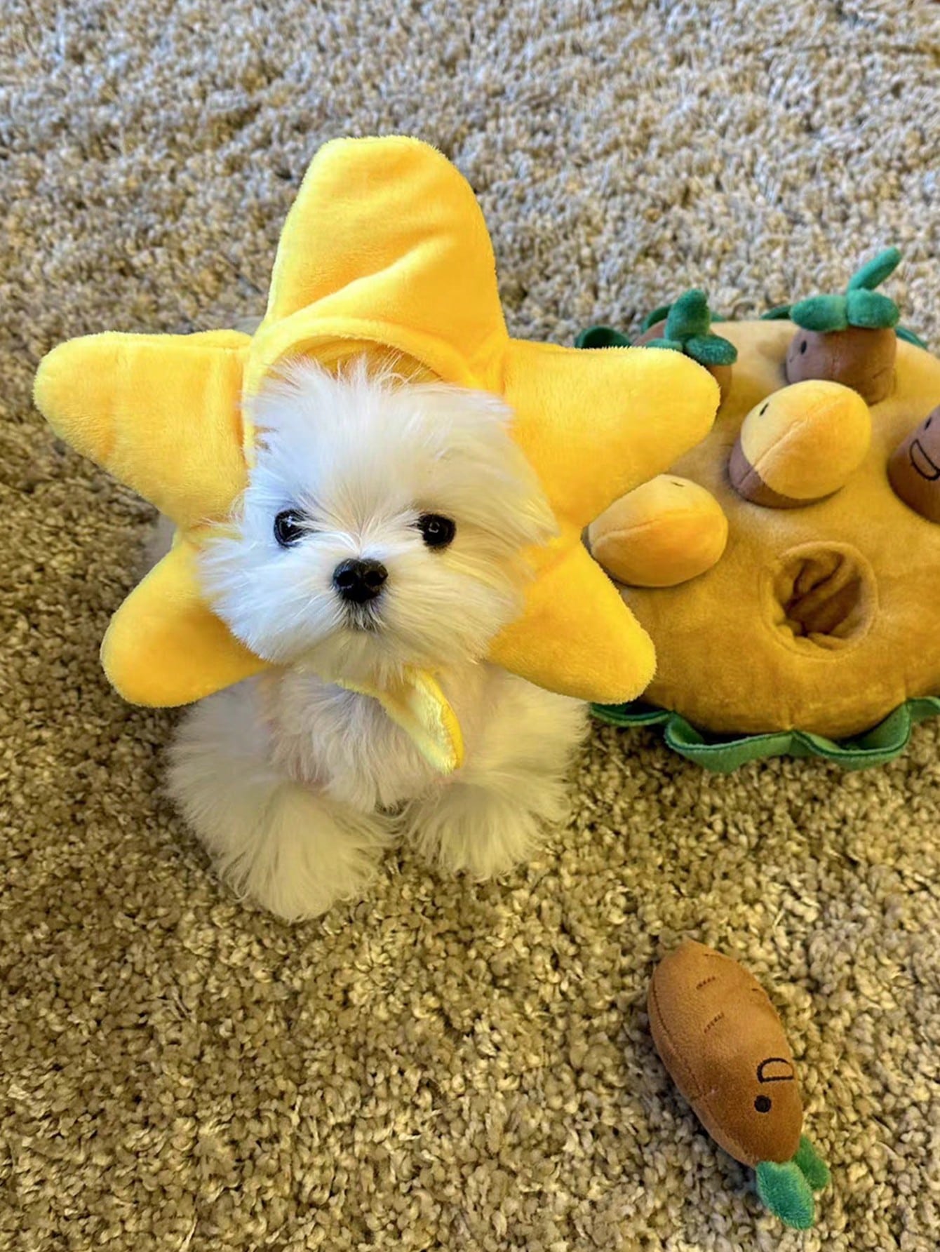 1pc Pet Headpiece, Starfish Design, Suitable For Small Pets 2.5kg-5kg ...