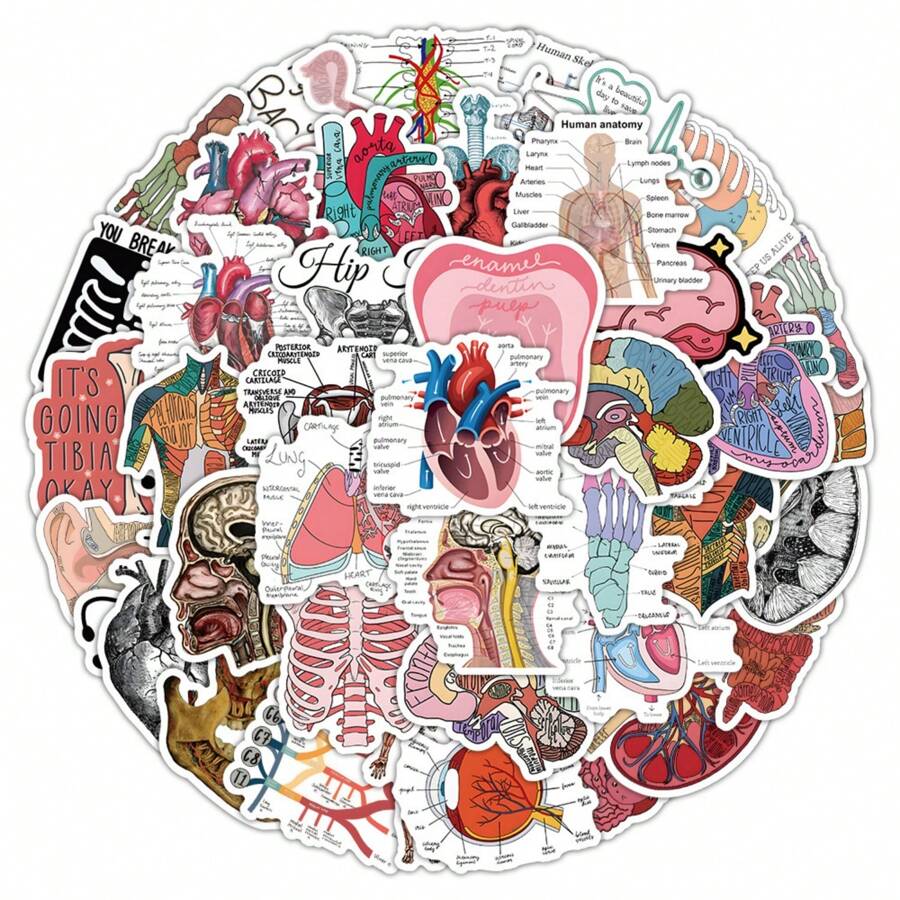50 Peças Adesivos de Anatomia Legal, Adesivos de Anatomia Biológica ...