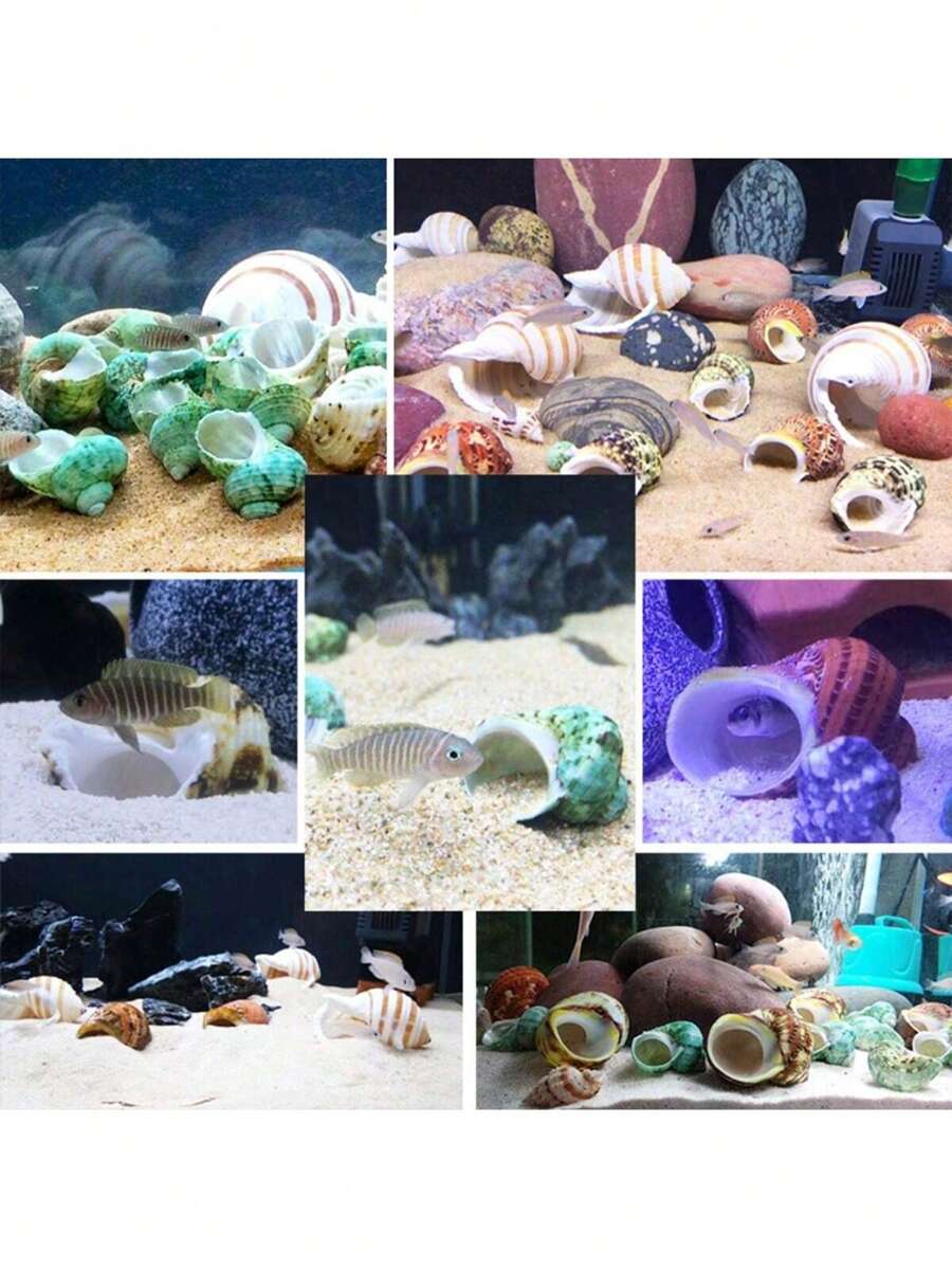 20pcs Hermit Crab Replacement Shells, Natural Conch, Aquarium ...