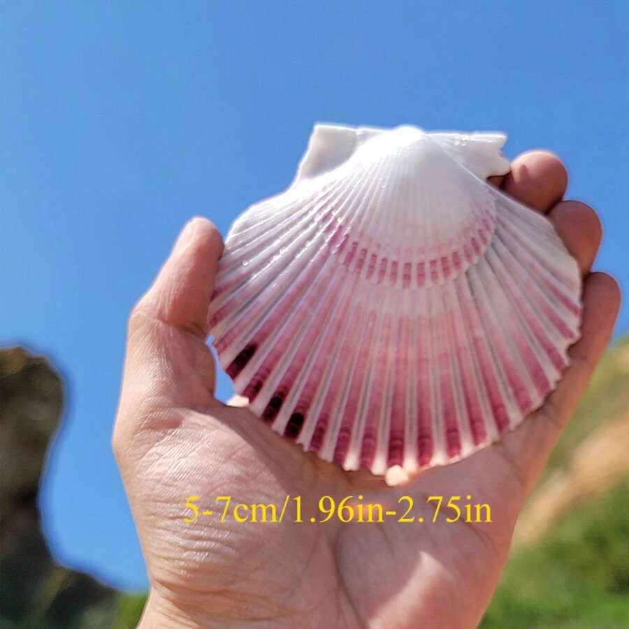2pcs Random Colors Natural Large Shell Natural Shell Purple Scallop ...
