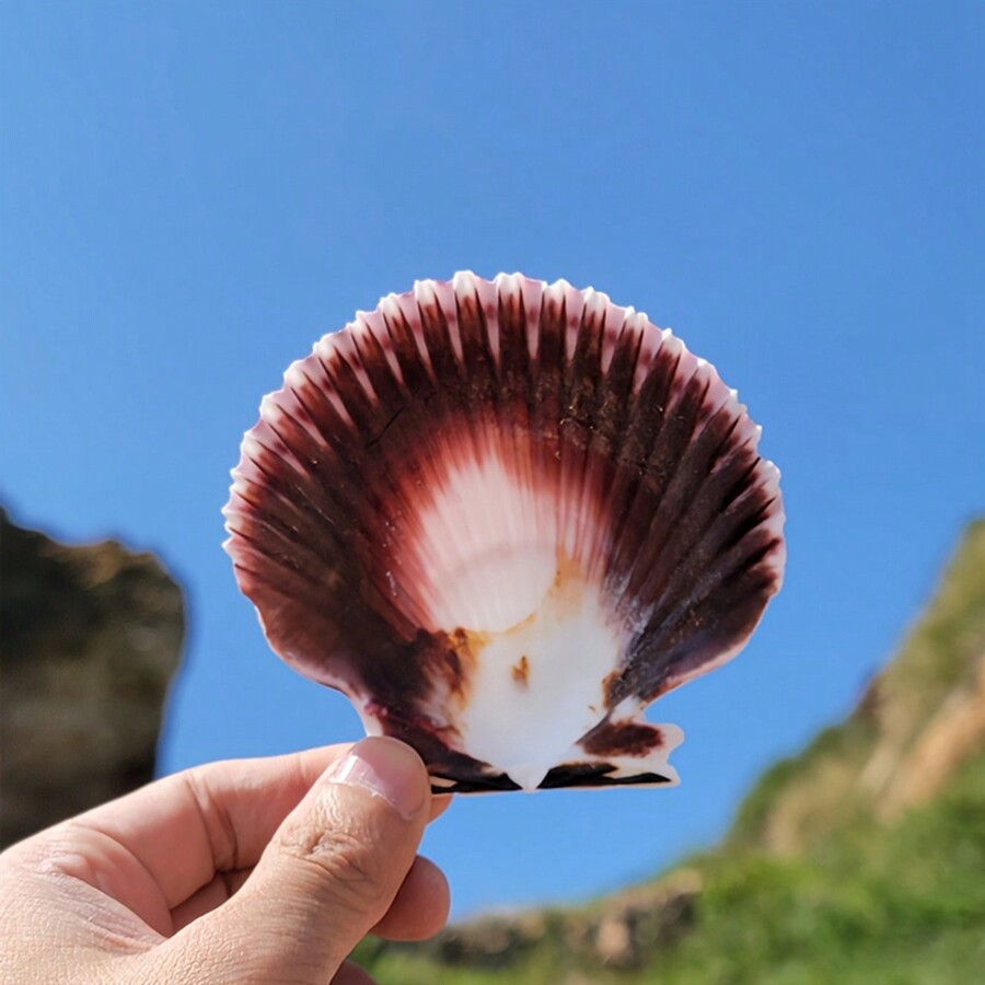 2pcs Random Colors Natural Large Shell Natural Shell Purple Scallop ...