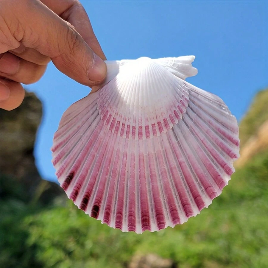 2pcs Random Colors Natural Large Shell Natural Shell Purple Scallop ...