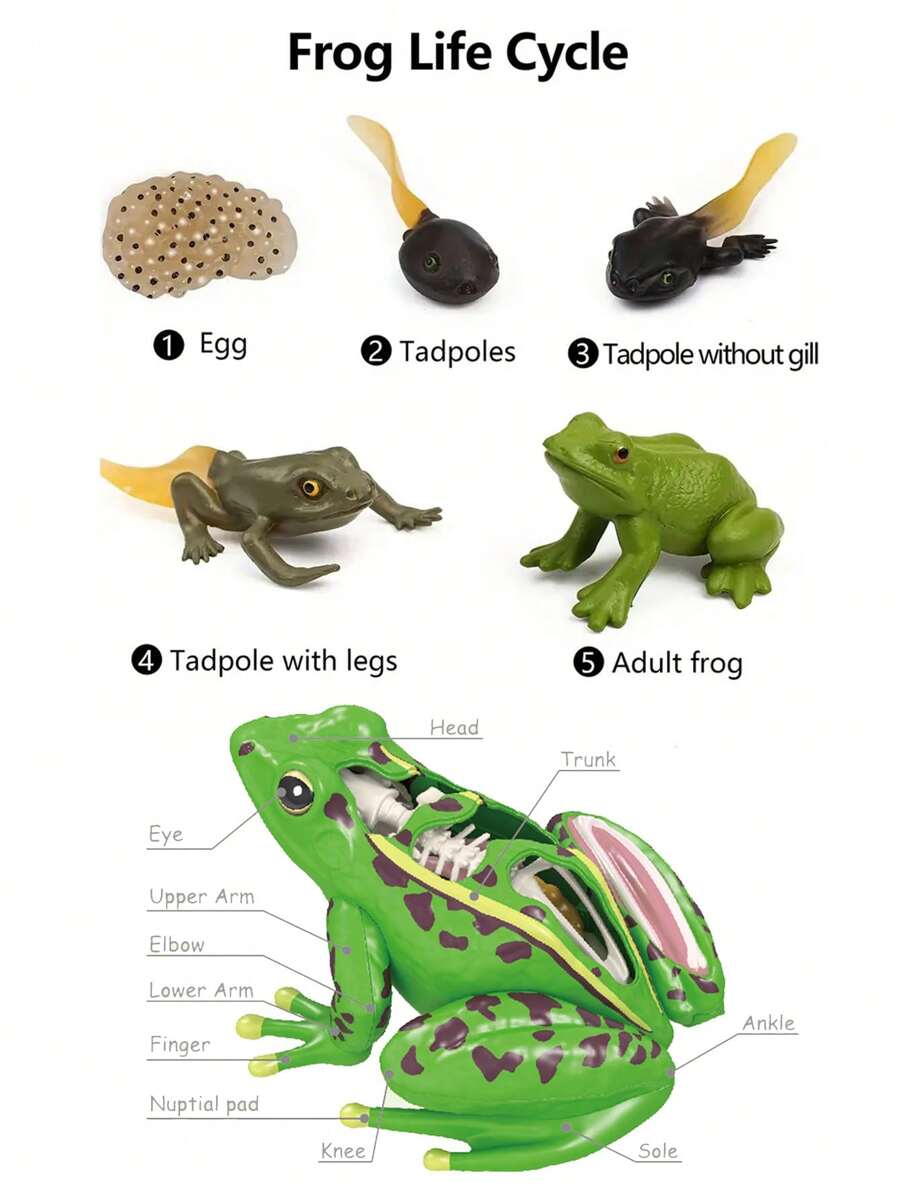 Frog Life Cycle Model - Realistic Frog Life Stage Model, Perfect For ...