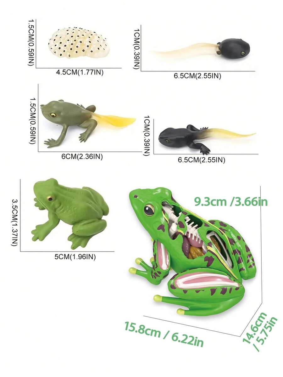 Frog Life Cycle Model - Realistic Frog Life Stage Model, Perfect For ...
