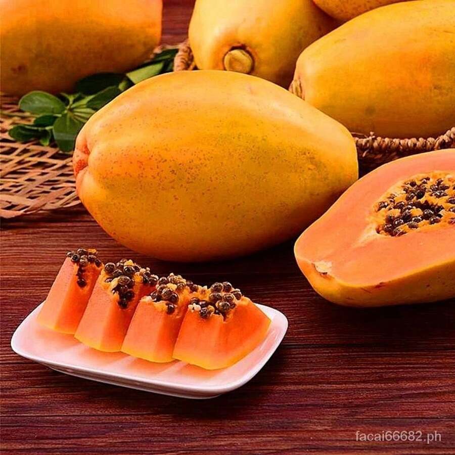 [Local Seller] Dwarf Hybrid Red Papaya Seeds For Planting (10 Seeds ...