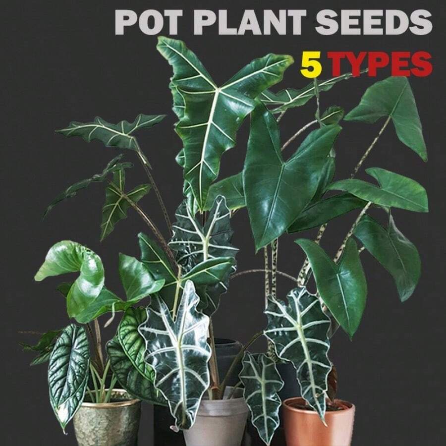 Rainforest Plants Bonsai Seeds Pot Plant Seeds For Garden Decoration ...