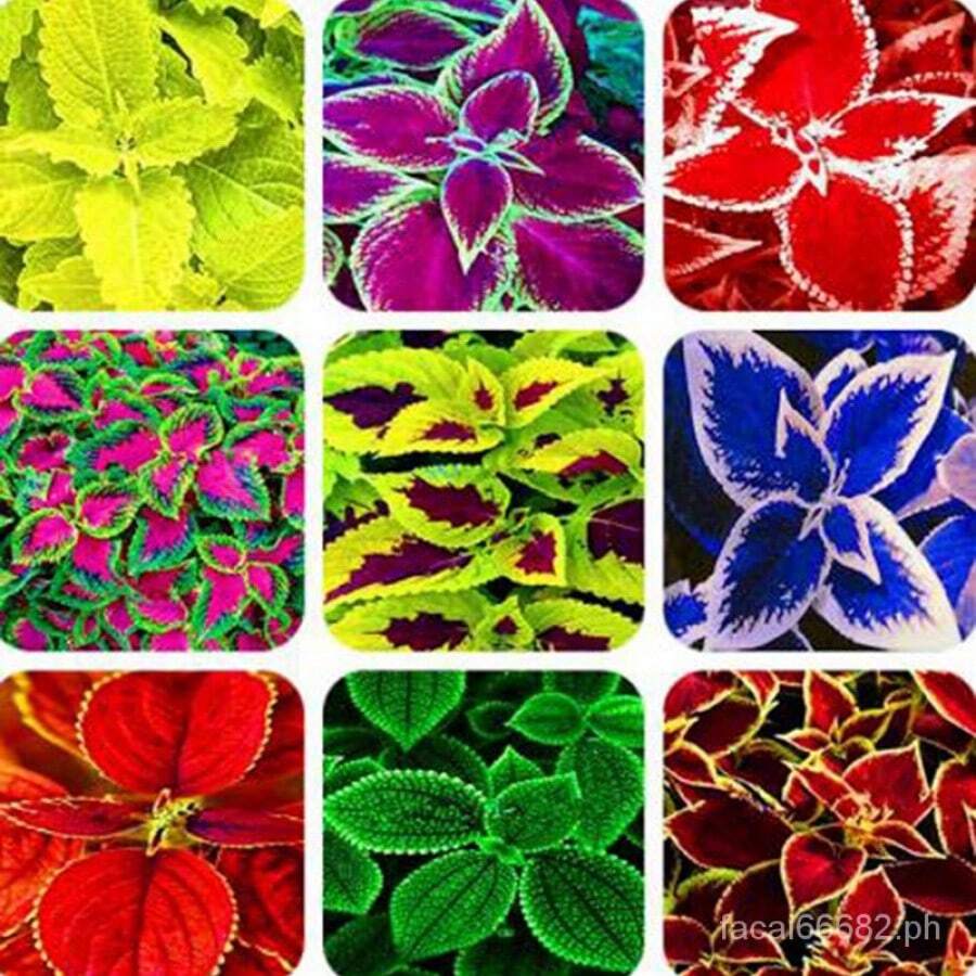 [Fast Germination] 100pcs Mixed Color Coleus Perilla Seeds Bonsai Seeds ...