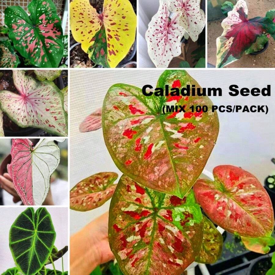 [Arrive Quickly] Singapore Ready Stock 100 Seeds Mixed Caladium Seed ...