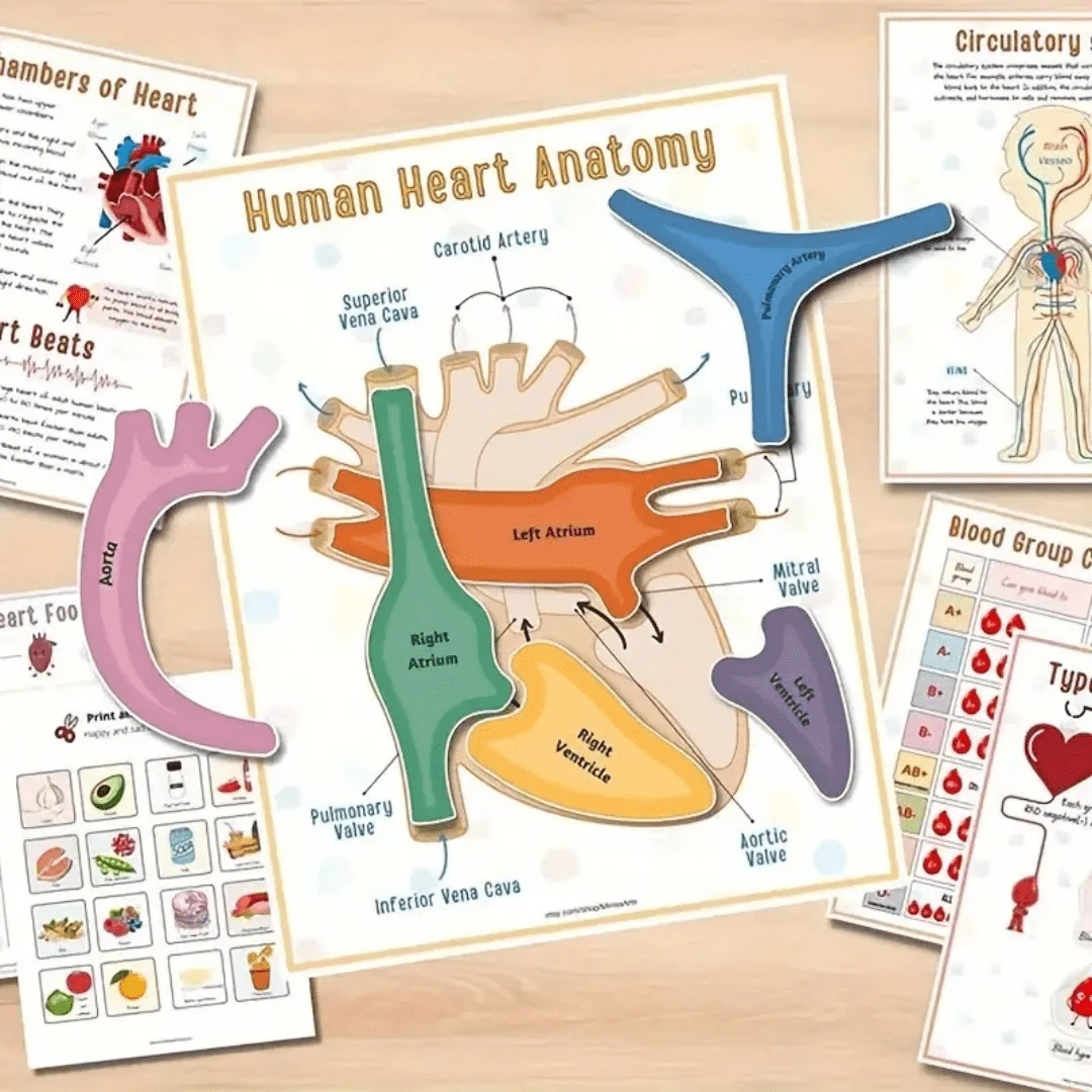 Interactive Human Anatomy Learning Book - Organ Matching Activity ...