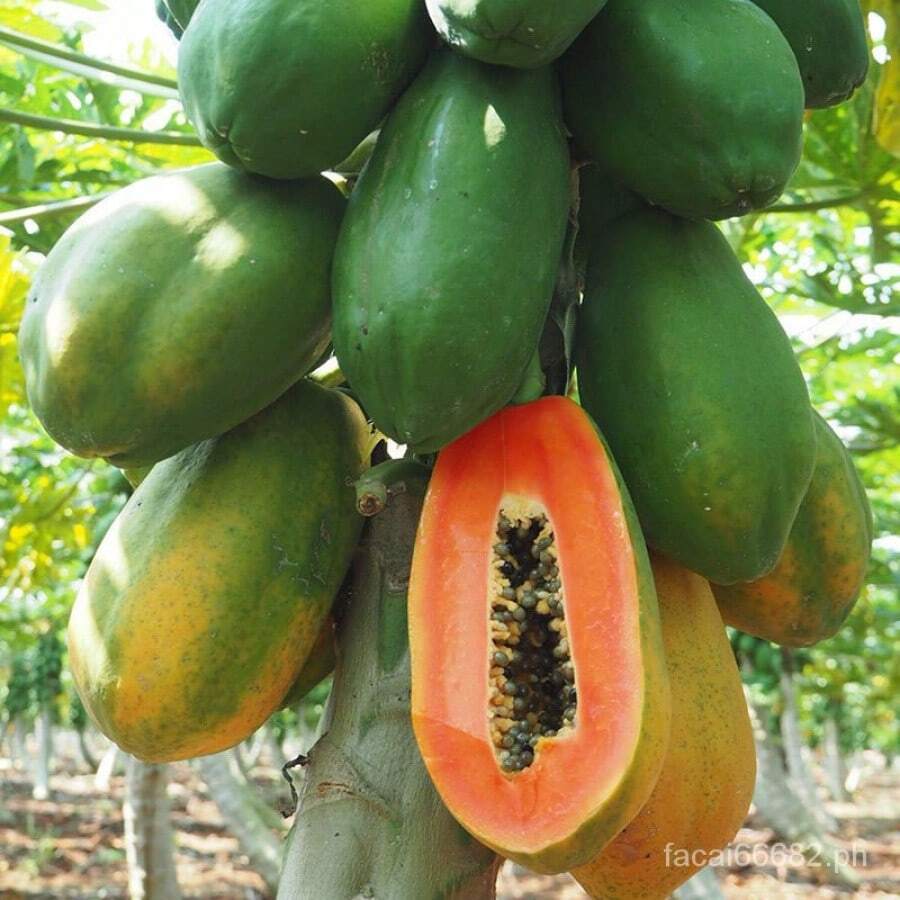 [Local Seller] Dwarf Hybrid Red Papaya Seeds For Planting (10 Seeds ...