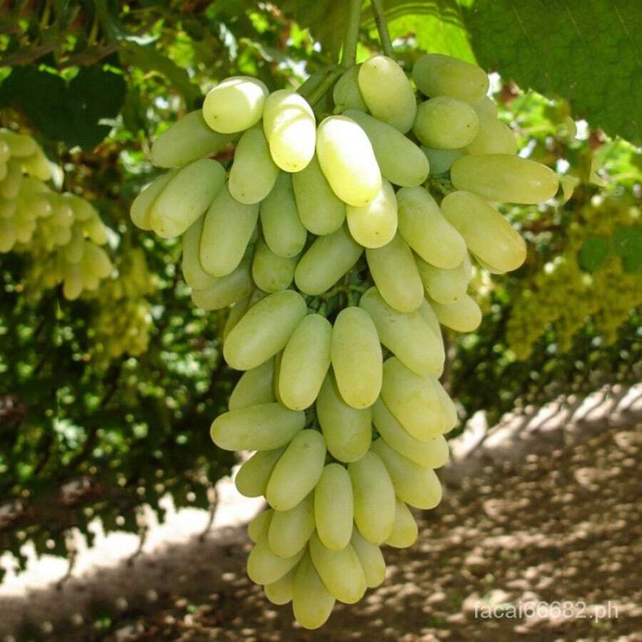 [Hot Sale] Ready Stock Hybrid Sweet Grape Seeds For Planting (100 Seeds ...