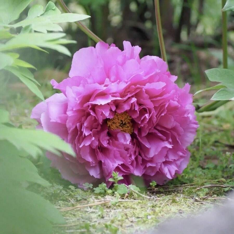 Peony Flower Seeds For Gardening (20 Seed) Bonsai Seeds For Planting ...