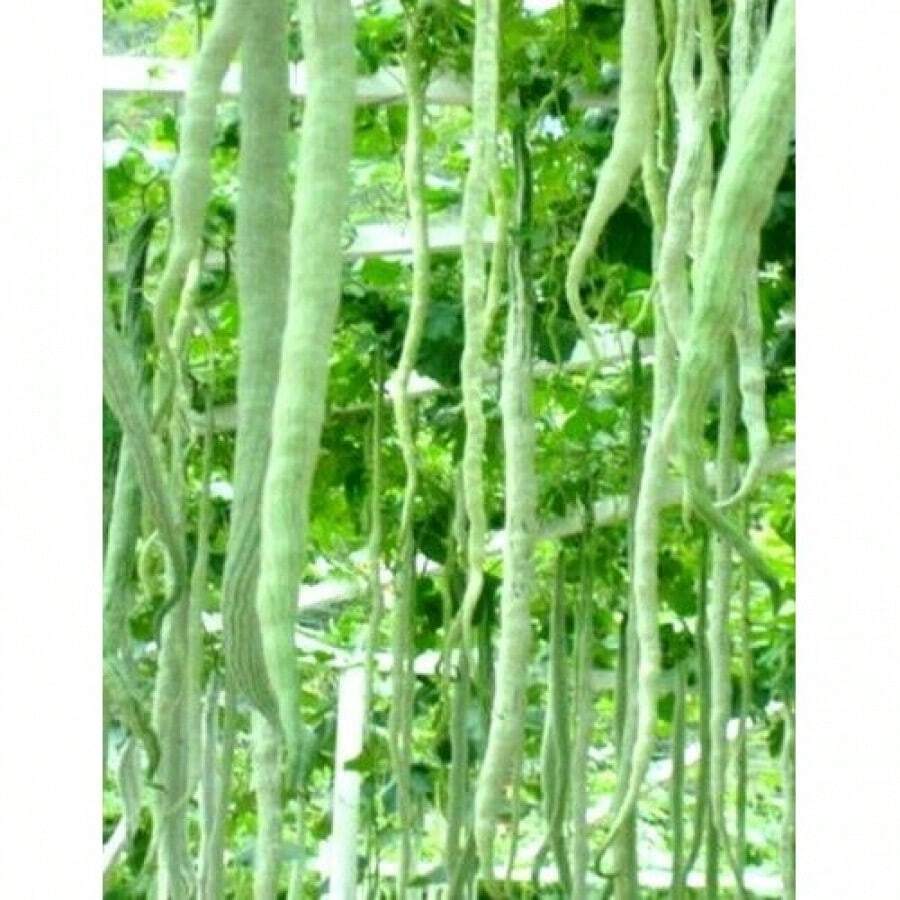 Rare Snake Gourd Bean Vegetable Seeds ( 5 Seeds ) | SHEIN USA
