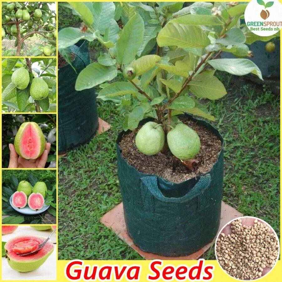 Philippines Easy To Grow Guava Fruit Seeds (100 Seeds Per Pack) Rare ...