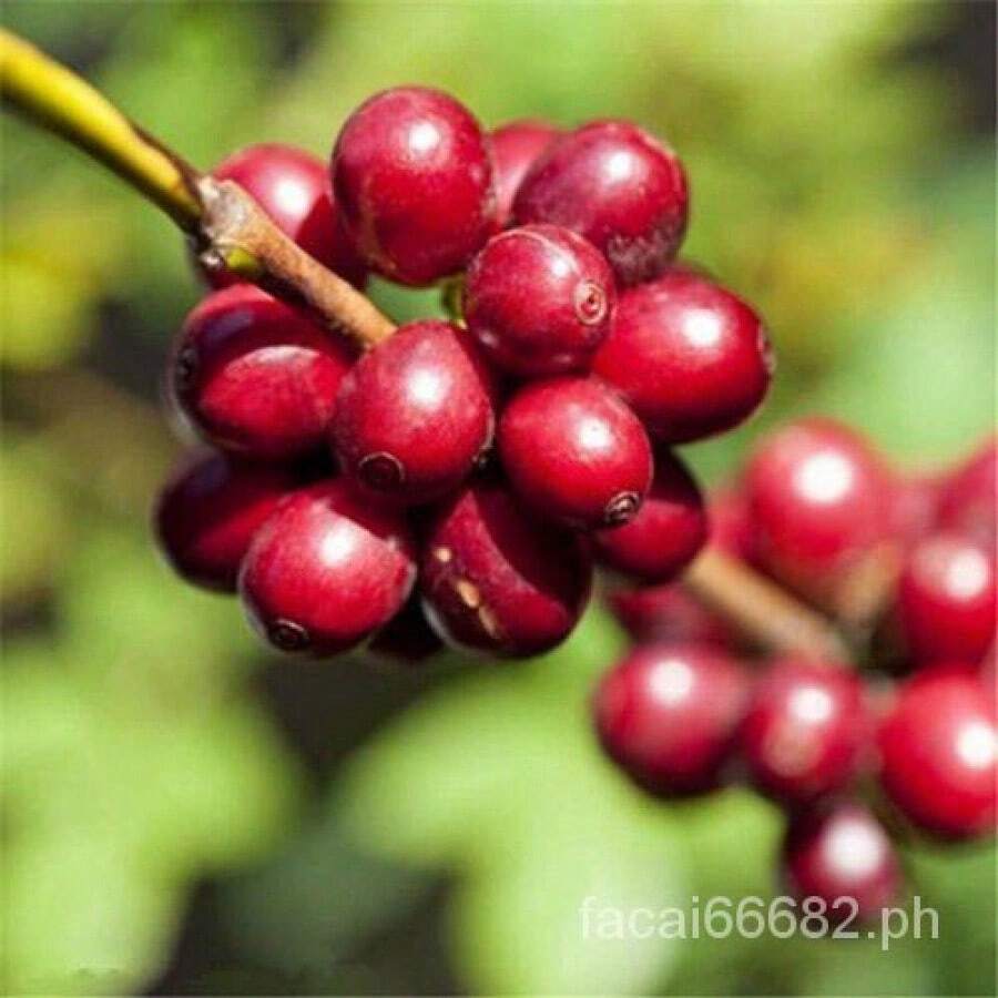 Easy To Grow 30 Seeds/Pack Coffee Seeds Berry Seeds For Planting (High Germination) Alakabi ...