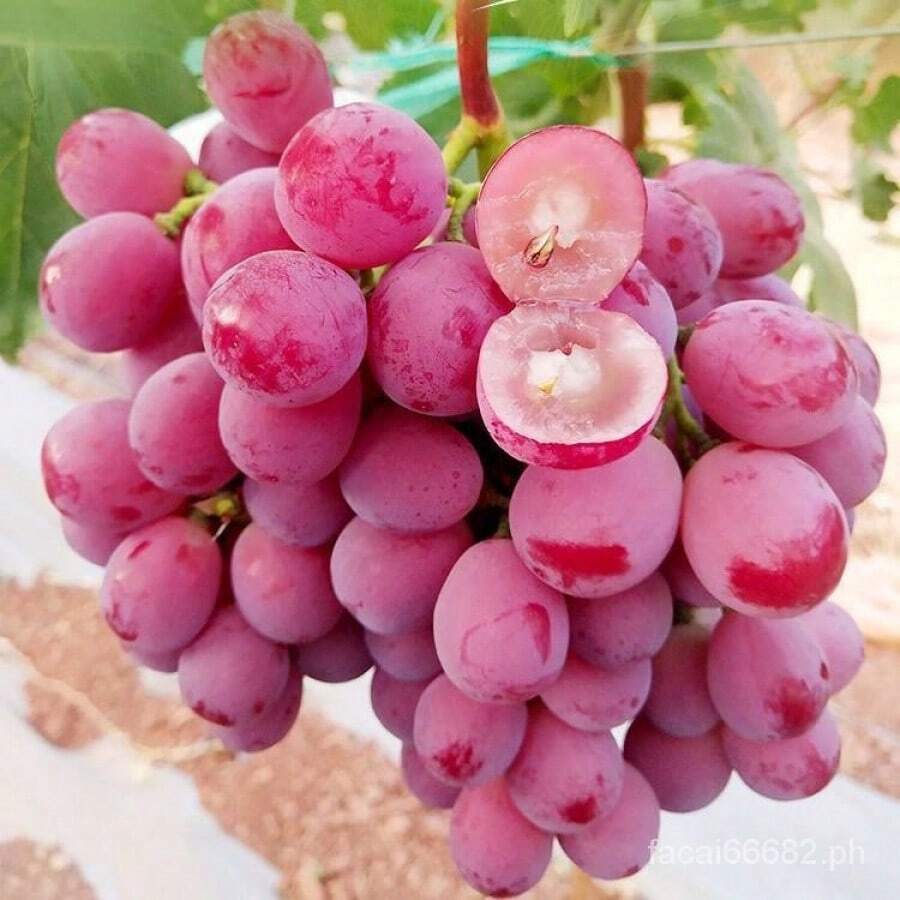 [Hot Sale] Ready Stock Hybrid Sweet Grape Seeds For Planting (100 Seeds ...
