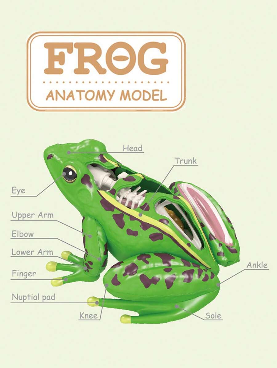 Frog Life Cycle Model - Realistic Frog Life Stage Model, Perfect For ...