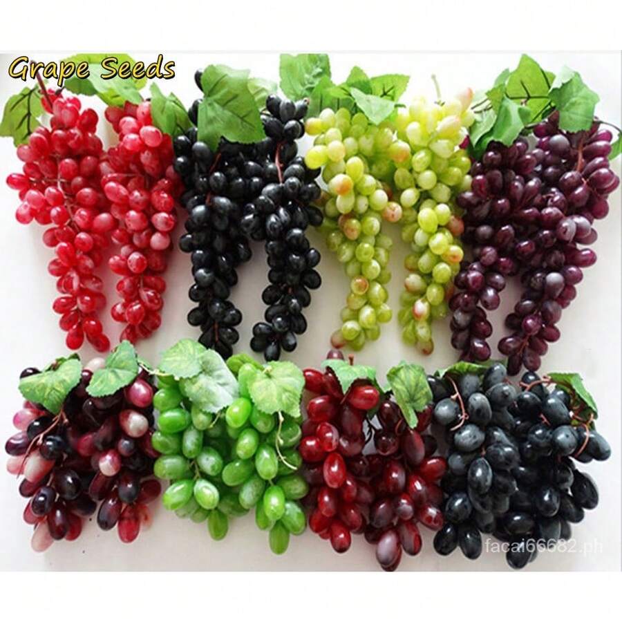 [Hot Sale] Ready Stock Hybrid Sweet Grape Seeds For Planting (100 Seeds ...