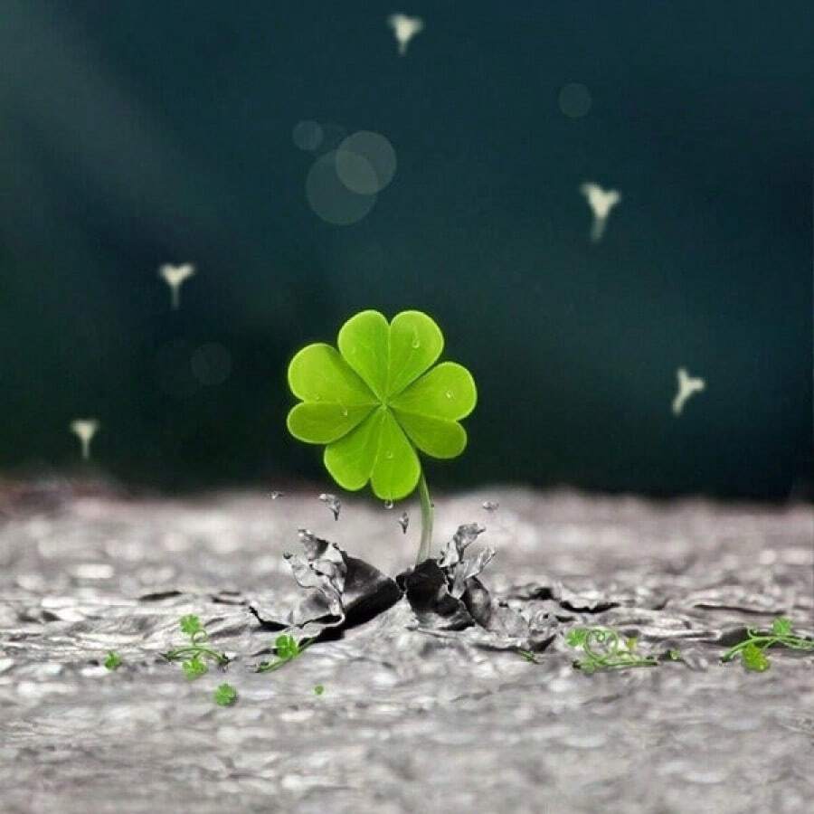 Four Leaves Clover Seeds 1g Lucky Grasses Plant Flower Organic Fresh Seeds For Planting Bonsai