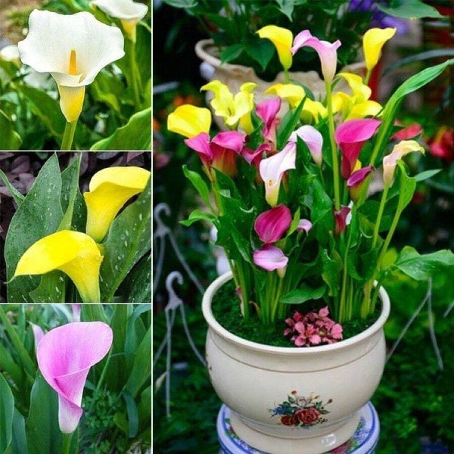 100pcs Rare Calla Lily Bonsai Seeds | SHEIN USA