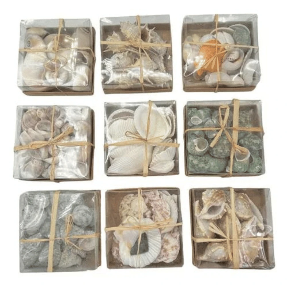 Seashell Box Assorted Crafts Aquarium | SHEIN USA