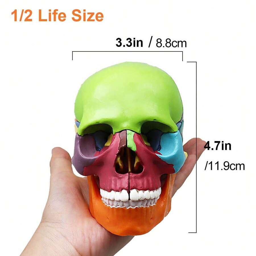New Anatomy Skull Model 15 Parts Human Anatomy Exploded Skull ...