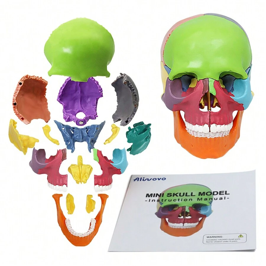 New Anatomy Skull Model 15 Parts Human Anatomy Exploded Skull ...