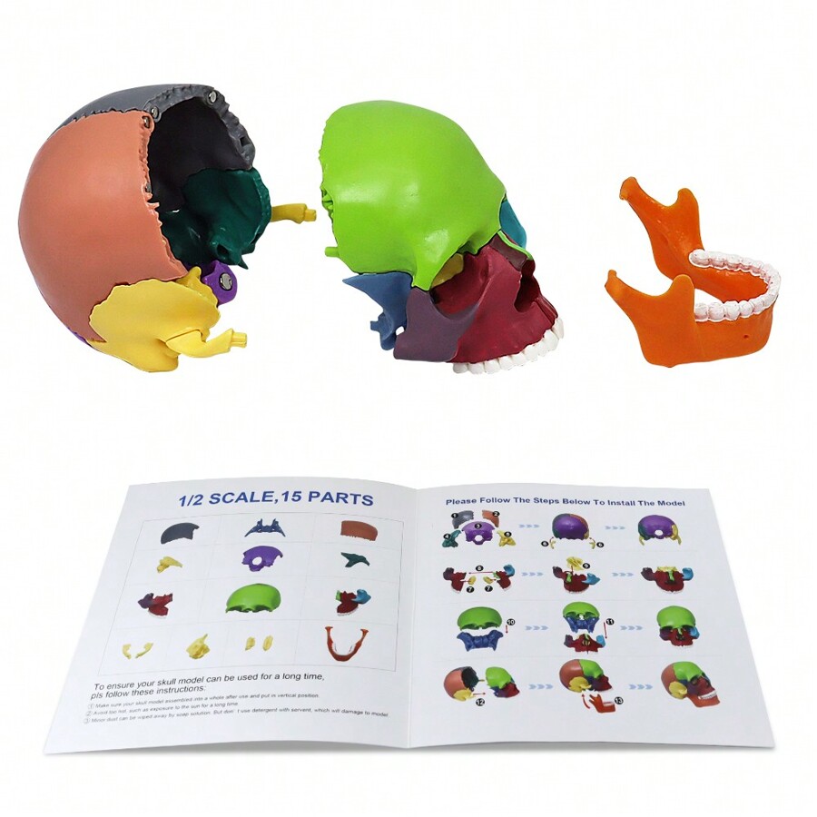 New Anatomy Skull Model 15 Parts Human Anatomy Exploded Skull ...