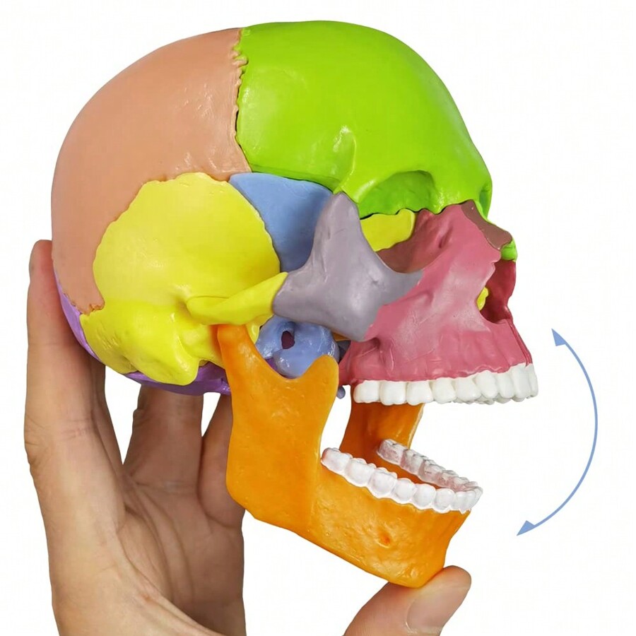 New Anatomy Skull Model 15 Parts Human Anatomy Exploded Skull ...