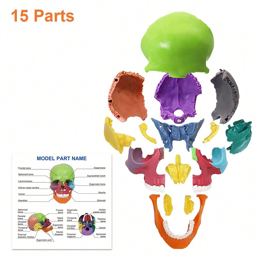 New Anatomy Skull Model 15 Parts Human Anatomy Exploded Skull ...