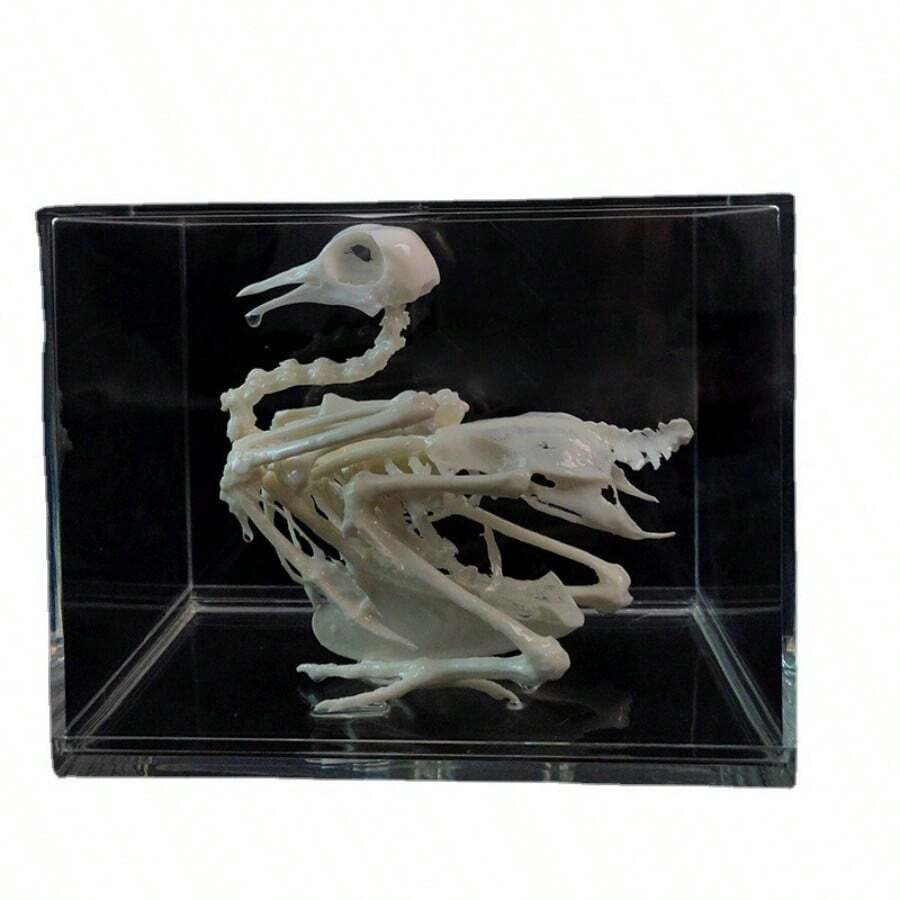 Pigeon Skeleton Specimen Model, Student Biology Experiment Supplies ...