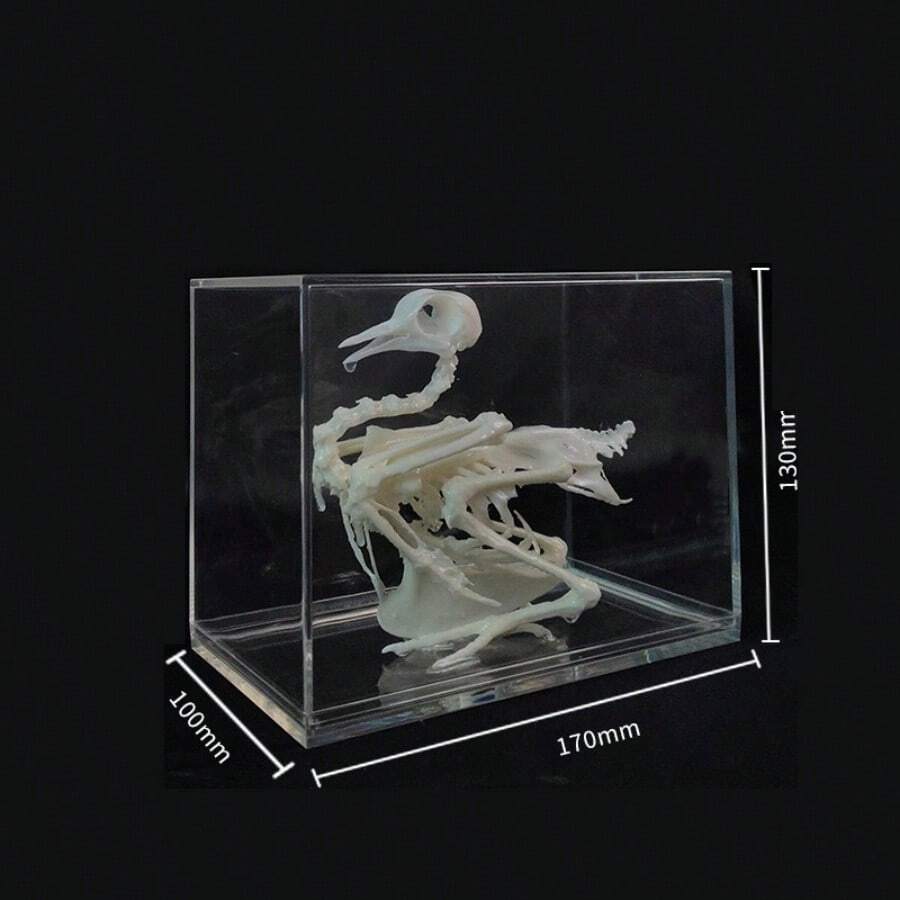 Pigeon Skeleton Specimen Model, Student Biology Experiment Supplies ...