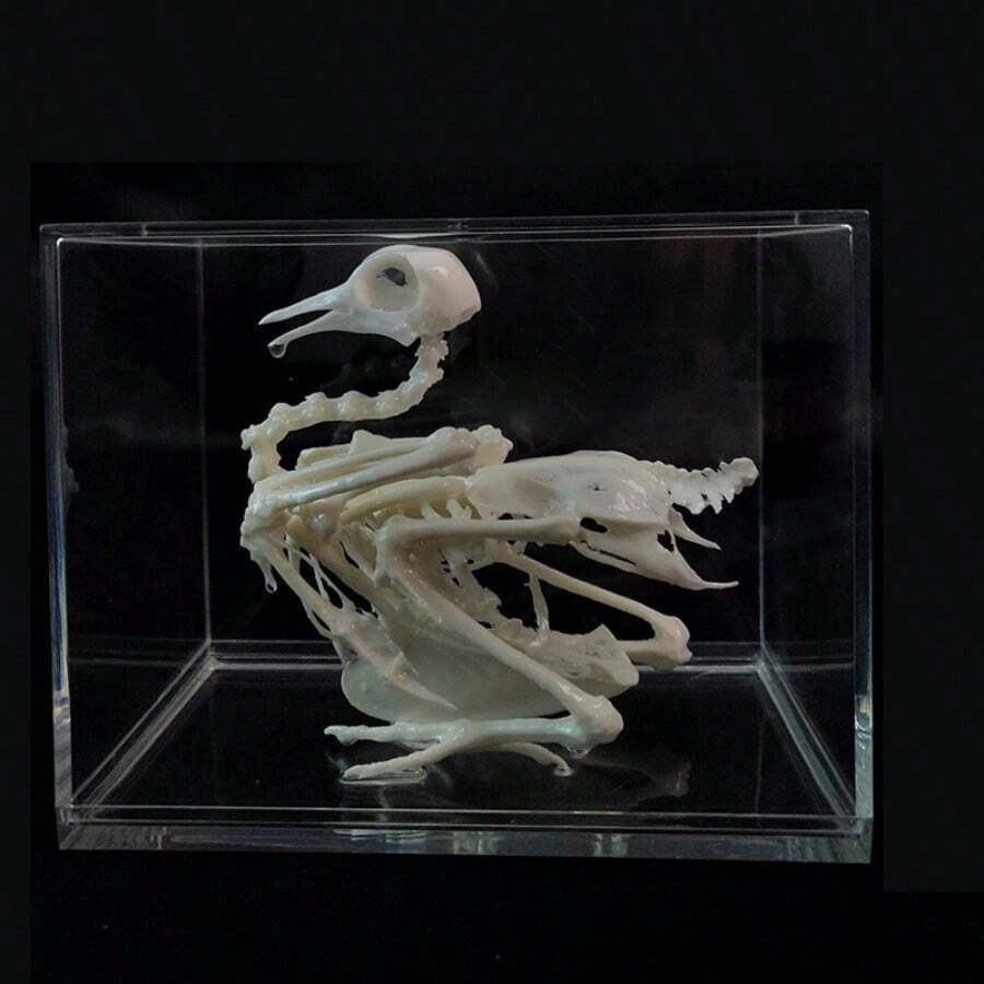 Pigeon Skeleton Specimen Model, Student Biology Experiment Supplies ...