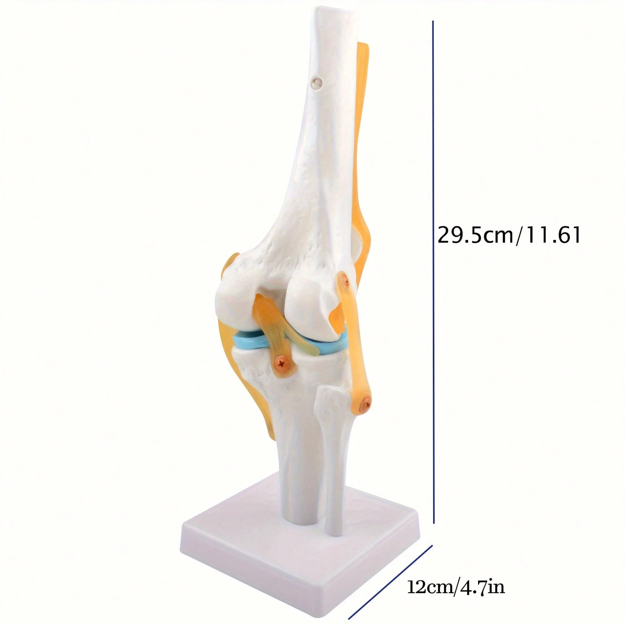 Human Knee Joint Model With Ligaments, Flexible 1:1 Scientific Life ...
