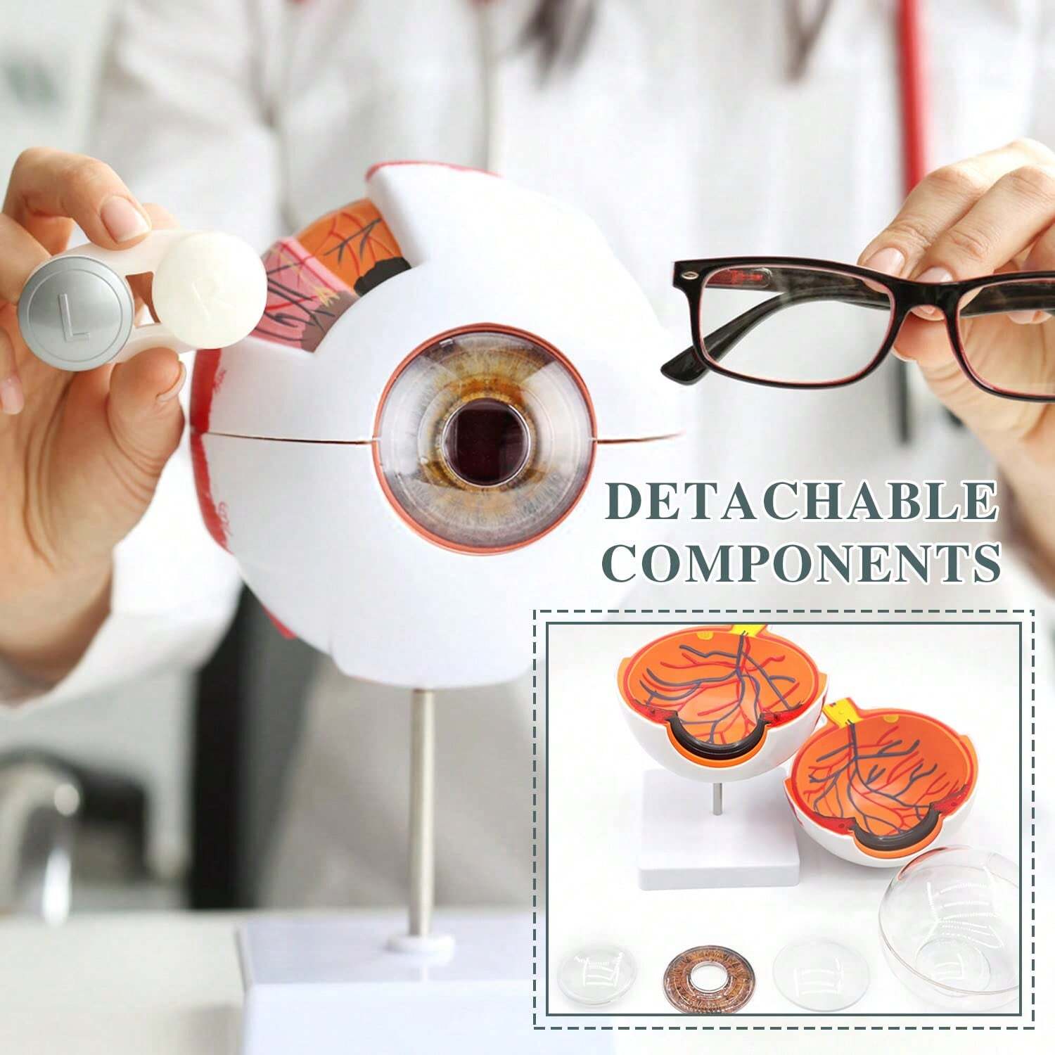 Eye Anatomy Model, 6X Enlarged Eyeball Model, Human Eye Anatomical ...