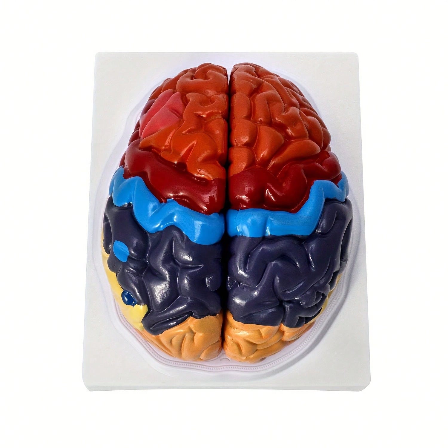 Life-Size Human Brain Anatomical Model, Color-Coded Partitioned Brain ...