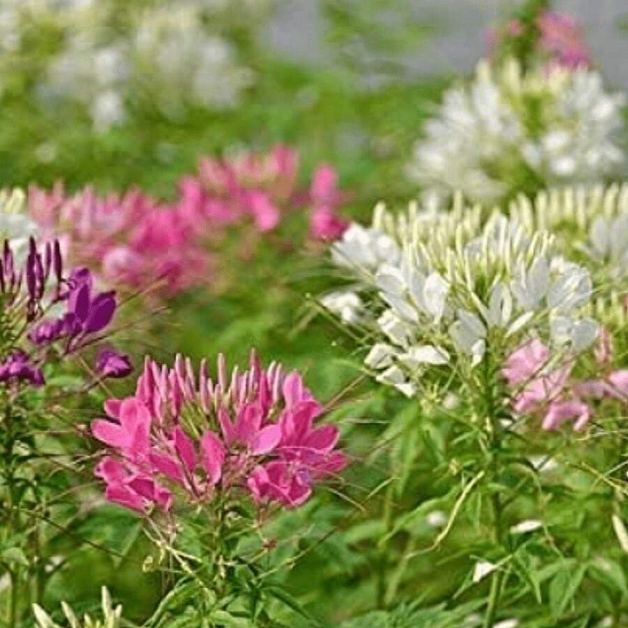 Heirloom Spider Flower Cleome Mix Seeds 1000pcs Beautiful, Non-Gmo ...
