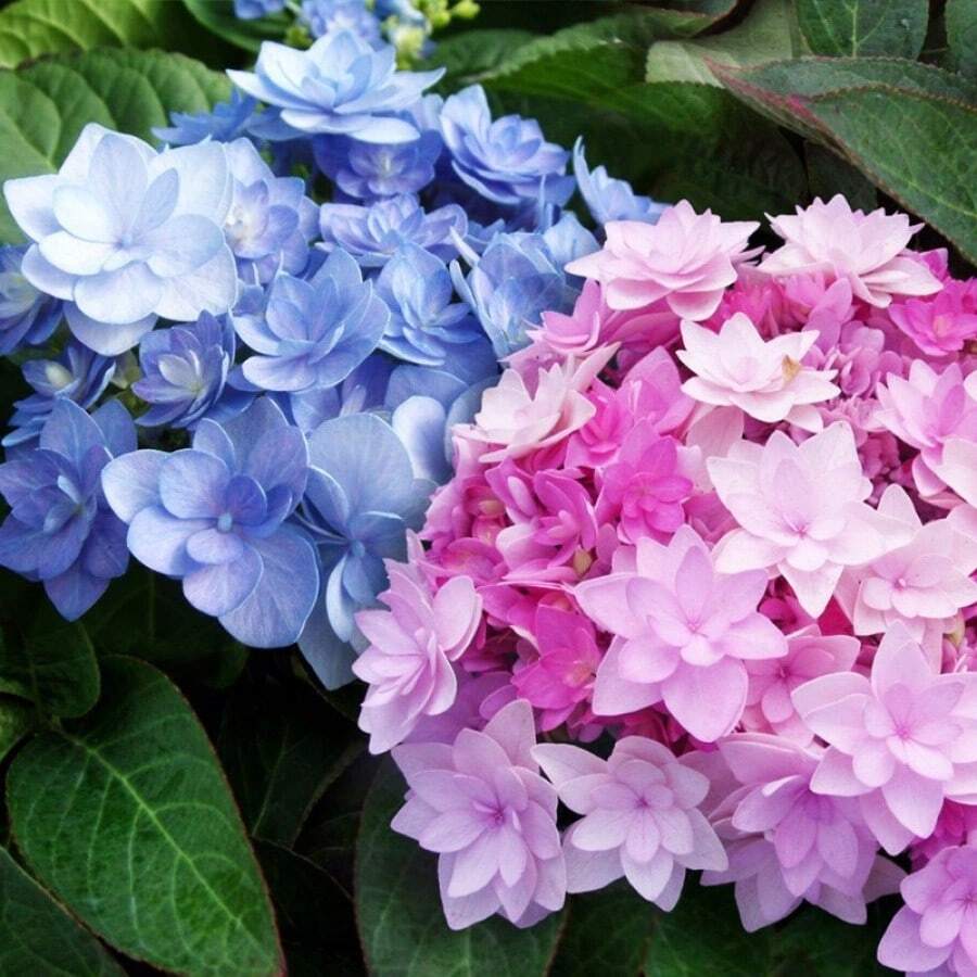 [COD]5pcs Beautiful Garden Potted Blue Hydrangea Flower Seed Flower ...