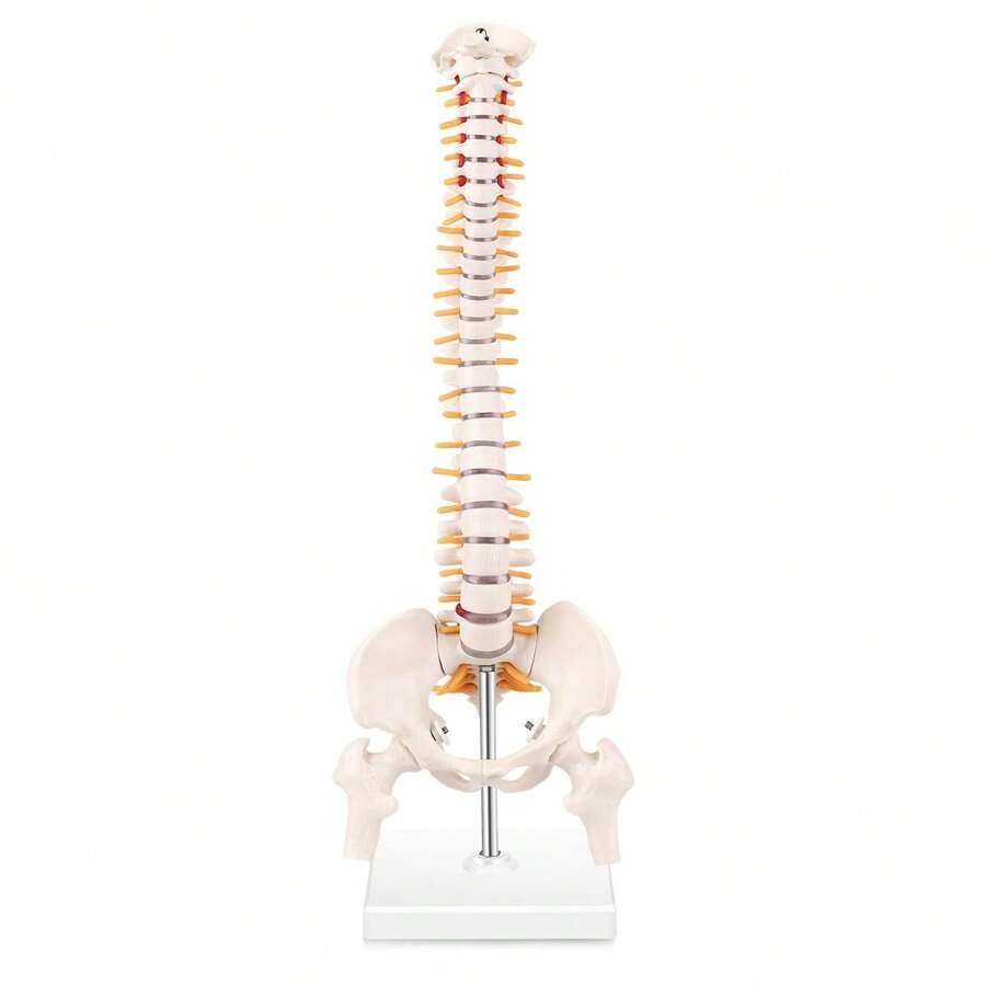 Human Spine Bone Skeleton Model - Human Spine Model For Medical ...